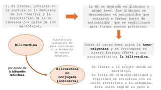 Metabolismo de la bilirrubina directa e indirecta pptx | PPTX
