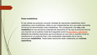 Metabolismo de la células | PPTX