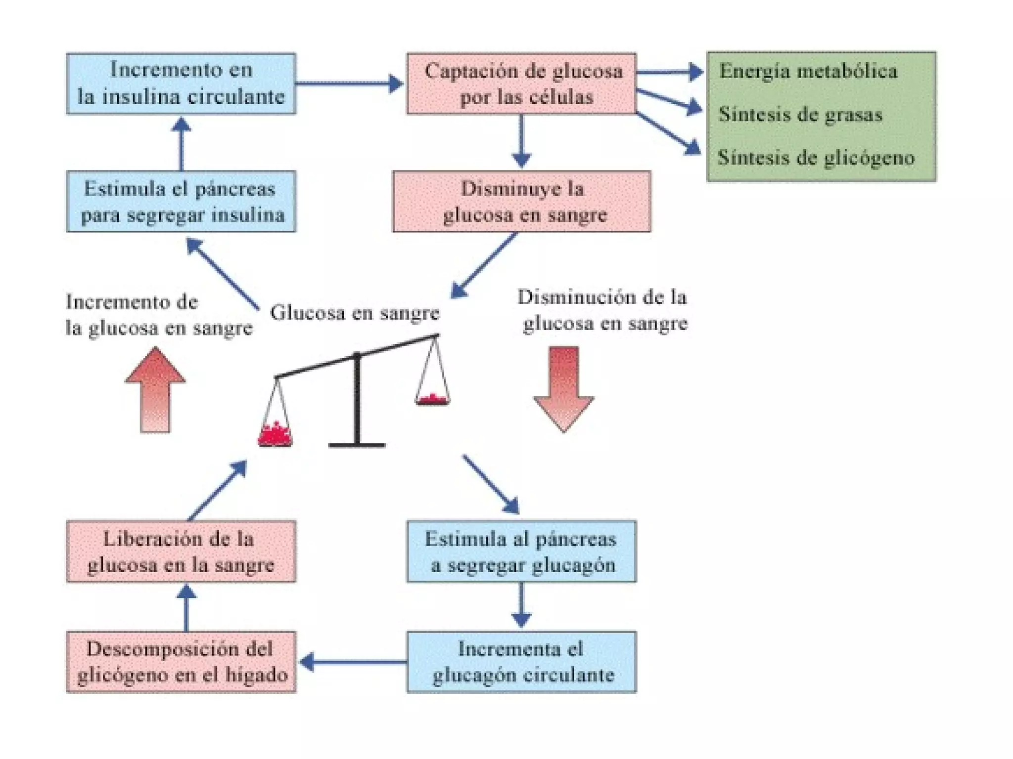 Metabolismo de la glucosa | PPT