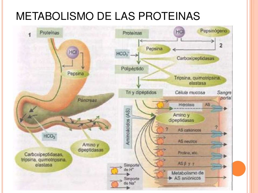 Metabolismo de las proteinas