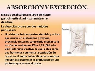 Metabolismo del Calcio | PPTX
