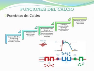 METABOLISMO DEL CALCIO.pptx