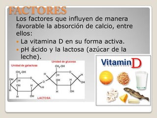 Metabolismo del calcio | PPTX