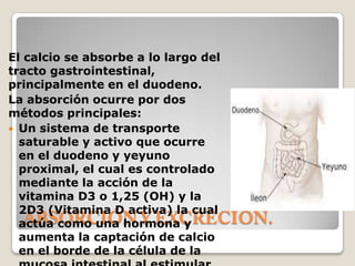 Metabolismo del calcio | PPTX