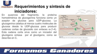 Metabolismo del Glucógeno, discusión de laboratorio | PDF