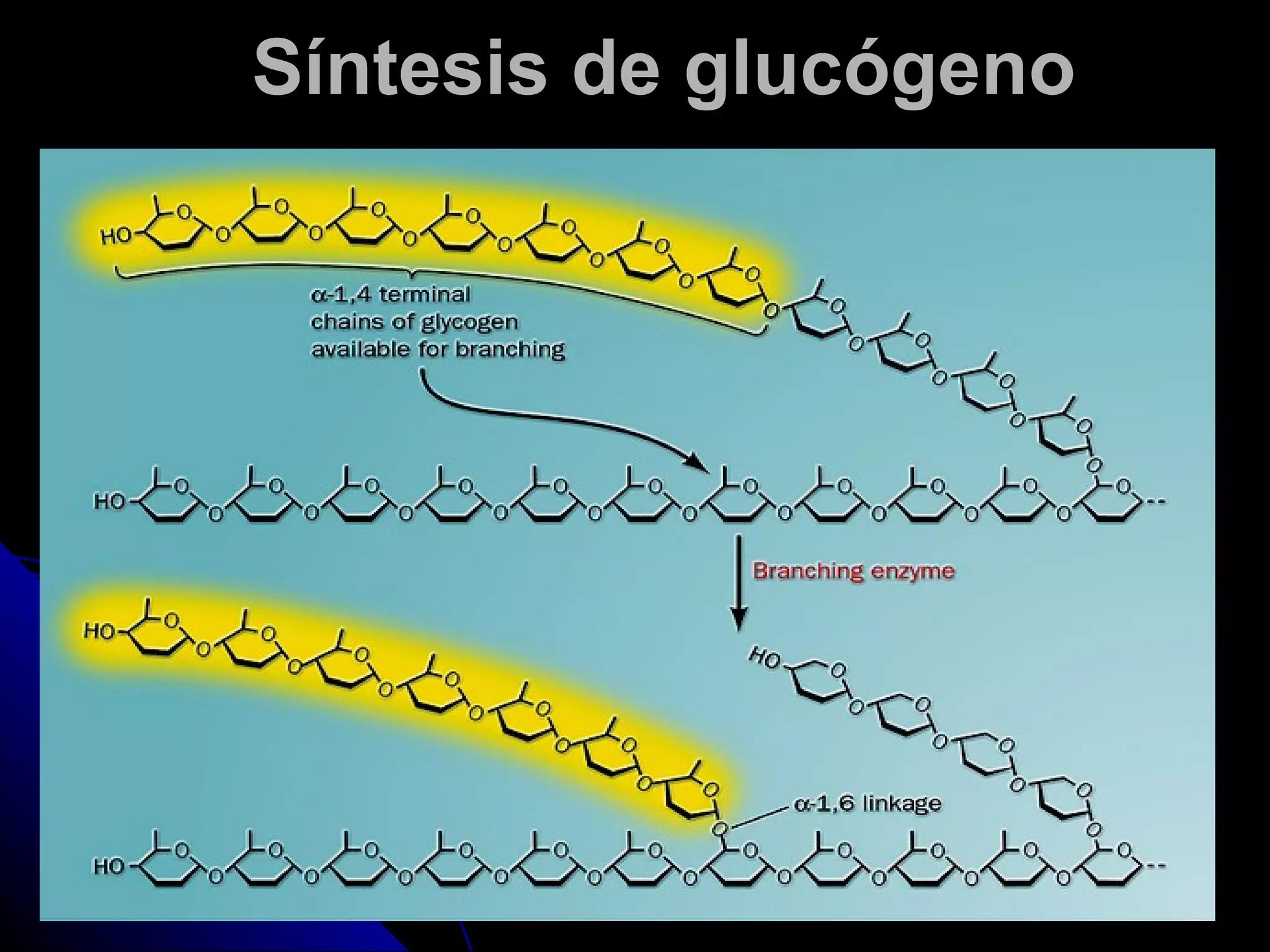 Metabolismo Del Glucogeno | PPT