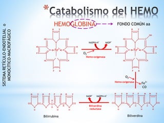 Metabolismo del hemo | PPTX