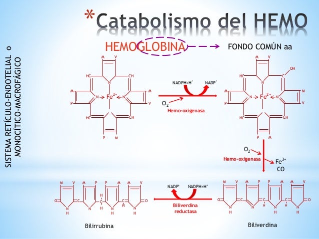 Metabolismo del hemo