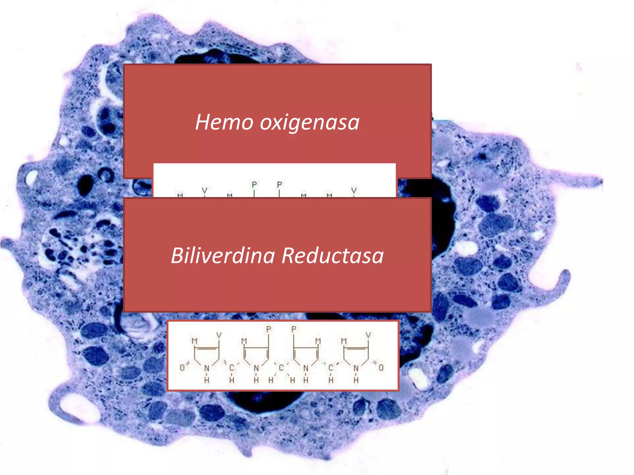 Metabolismo del hemo | PPT