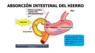 metabolismo del hierro.pptx