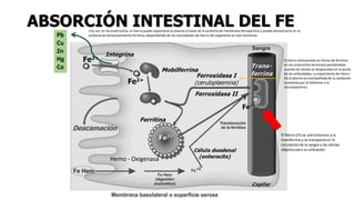 metabolismo del hierro.pptx