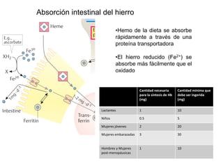Metabolismo del hierro medicina_2025.pdf