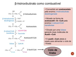 Aula sobre metabolismo de lipídeos: Lipólise, lipogênese, cetogênese e ...