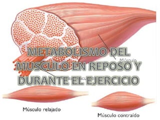 Metabolismo del musculo en reposo y durante el ejercicio | PPTX