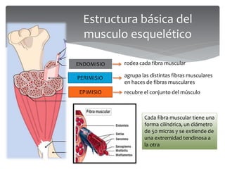 Metabolismo del musculo en reposo y durante el ejercicio | PPTX