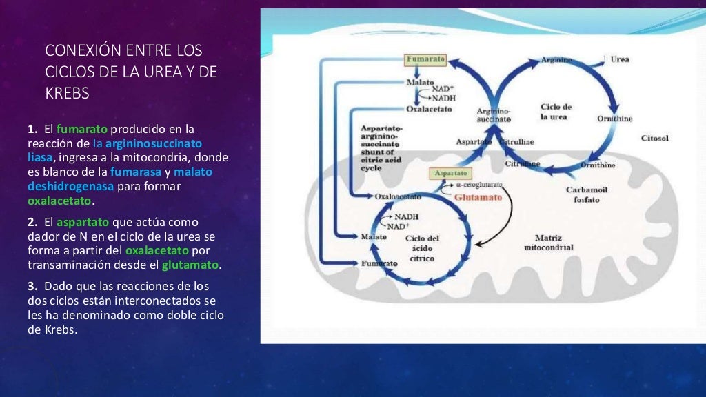 Metabolismo del nitrógeno y ciclo de la urea