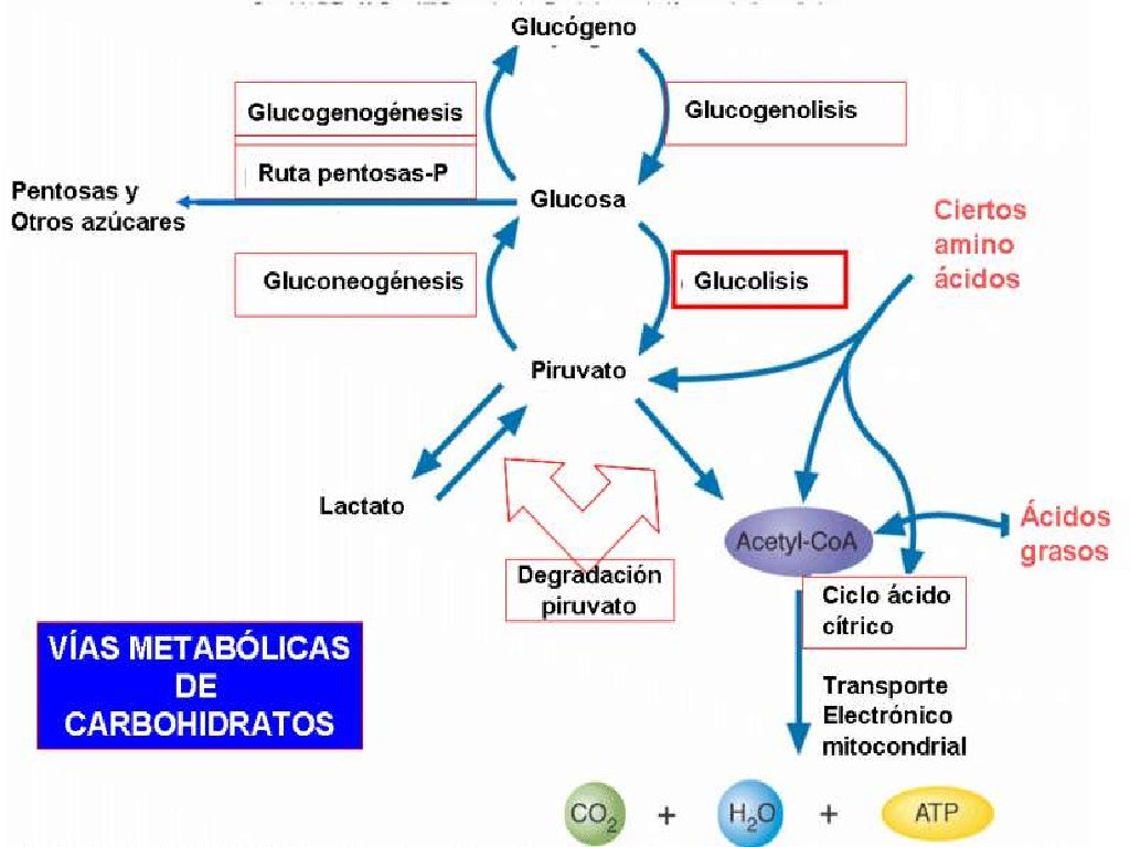 Metabolismo de los carbohidratos