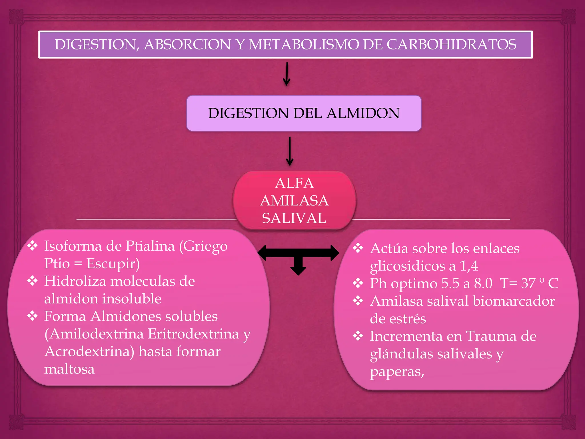 METABOLISMO_DE_LOS_CARBOHIDRATOS bioquímica | PPTX | Endocrine and ...
