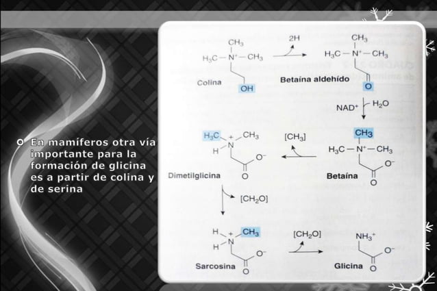 Metabolismo De Los Compuestos Nitrogenados 