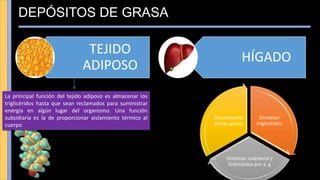 Metabolismo de los lipidos | PPTX