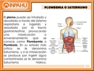 Metabolismo de los toxicos | PPTX