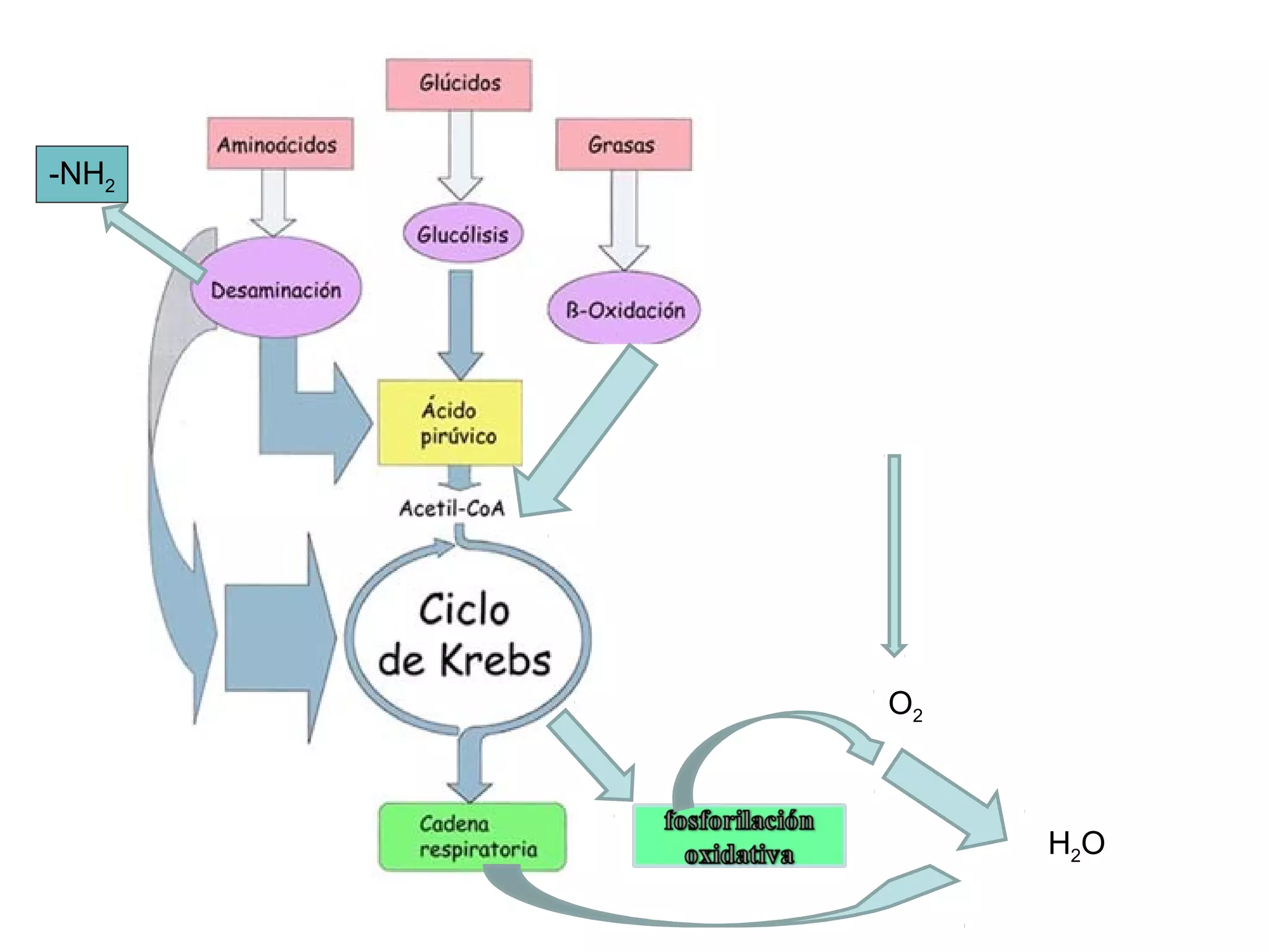 Metabolismo de lípidos | PPT