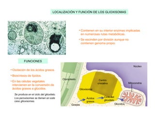 Metabolismo de lípidos | PPT