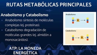 metabolismo de macro y micromoleculas.pdf
