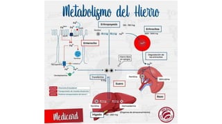 metabolismo de macro y micromoleculas.pdf