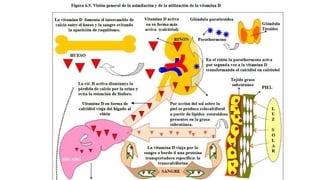 metabolismo de macro y micromoleculas.pdf