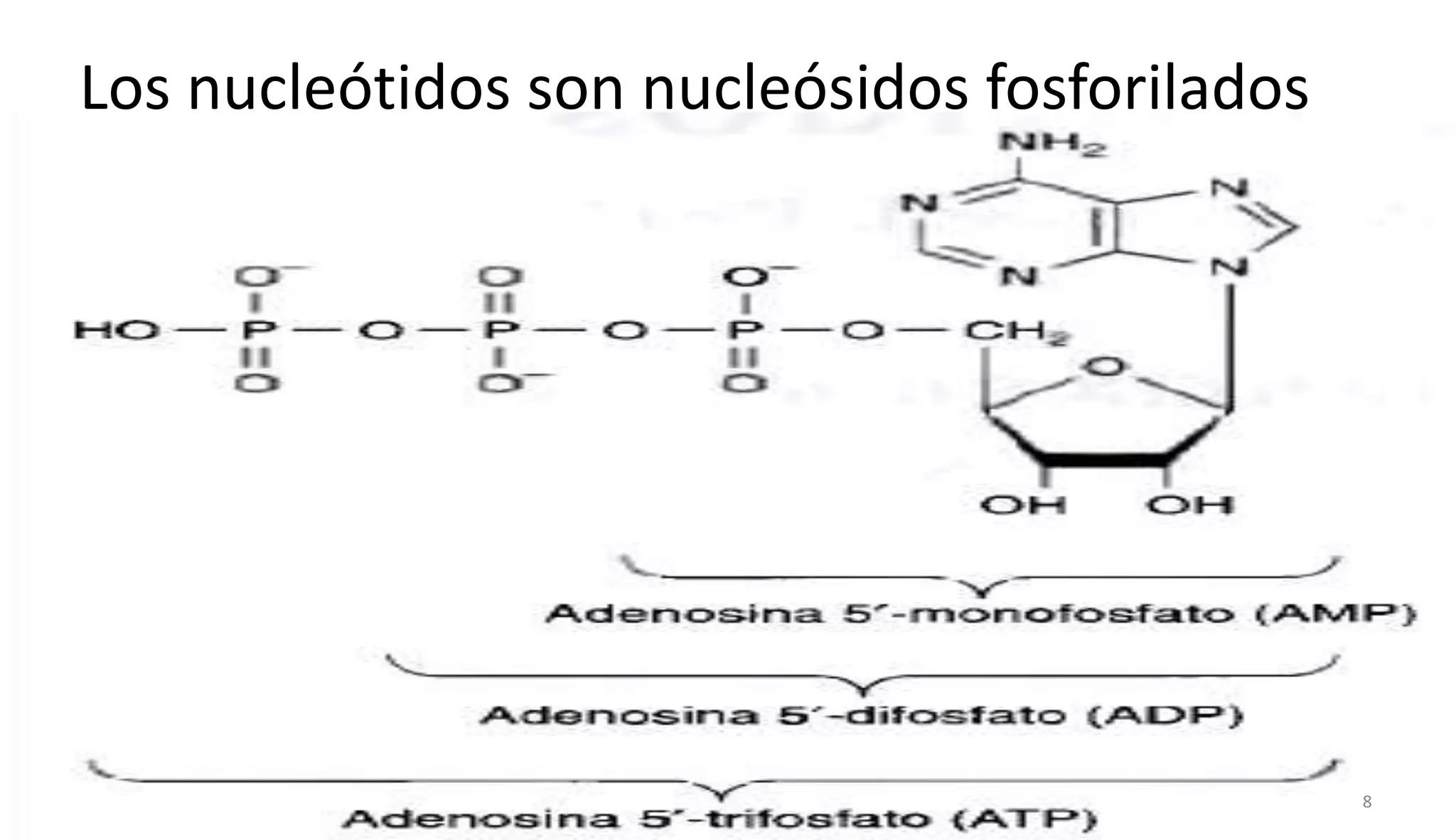 BIOSINTESIS de nucleótidos | PPTX