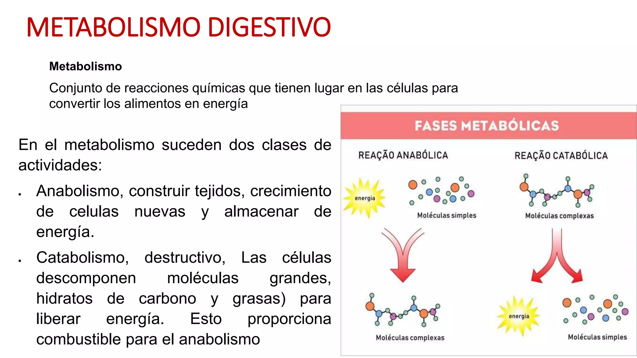 METABOLISMO DIGESTIVO .......pptx