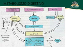 METABOLISMO DIGESTIVO .......pptx