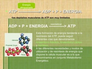 Metabolismo Energetico | PPT