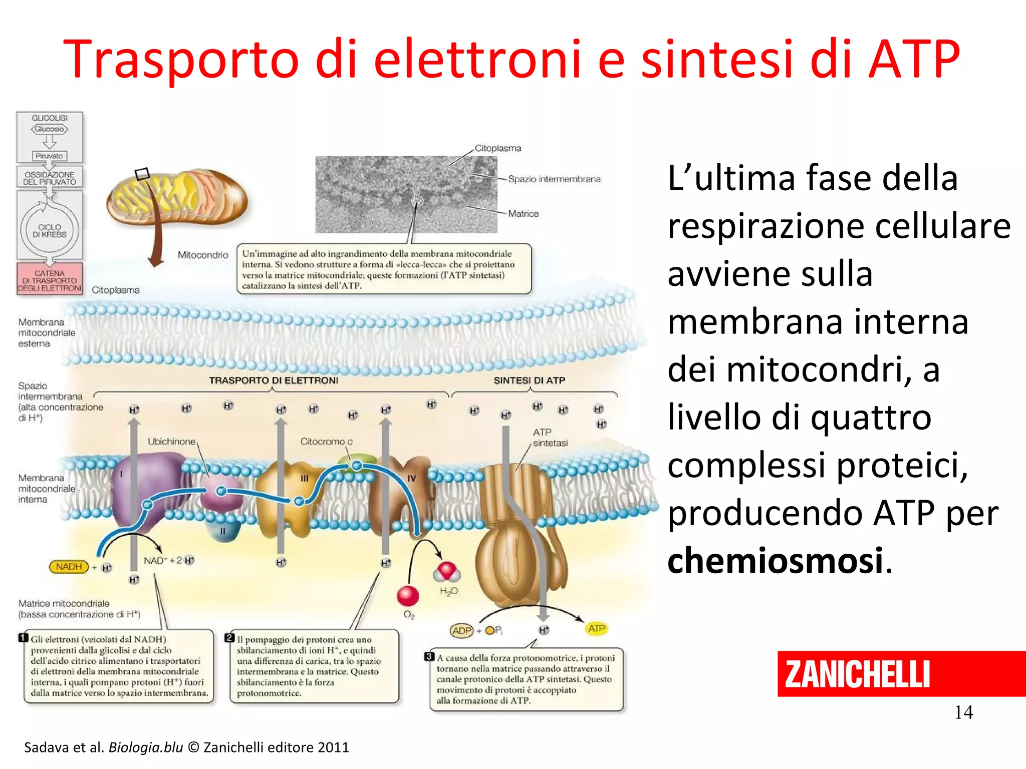 Metabolismoenergia | PPT