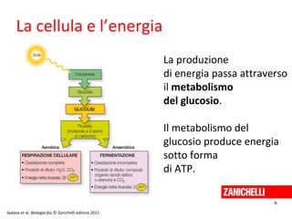 Metabolismoenergia | PPT