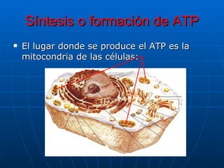 Metabolismo Energetico | PPT