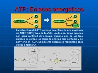 Metabolismo Energetico | PPT