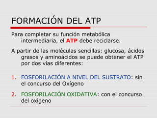 Metabolismo energético | PPT