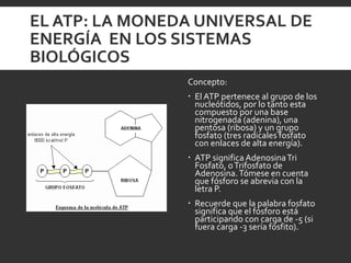 Metabolismo energético | PPT
