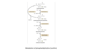 Metabolism of acylglycerols and sphingolipids | PPTX