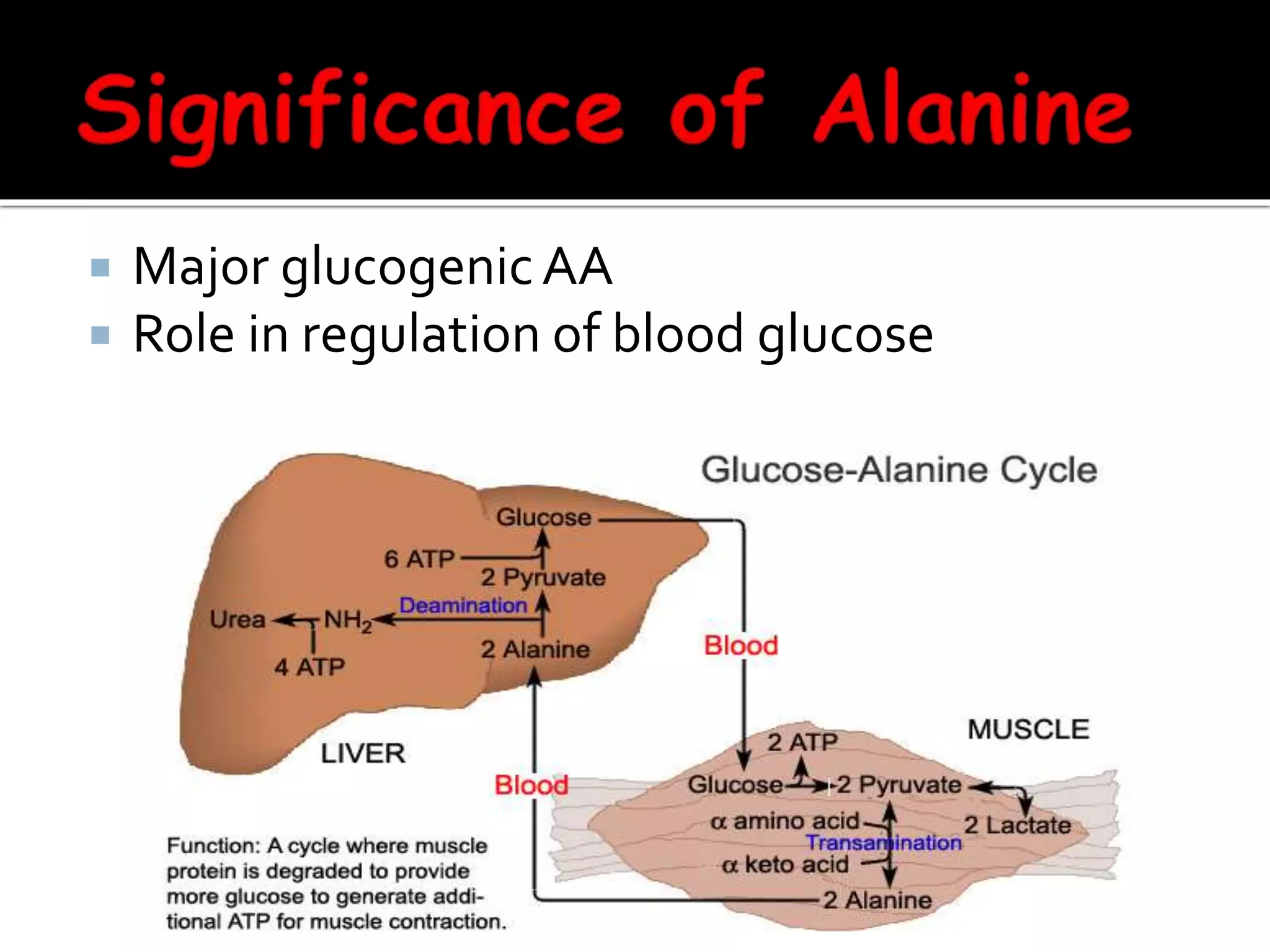 Metabolism of alanine | PPTX