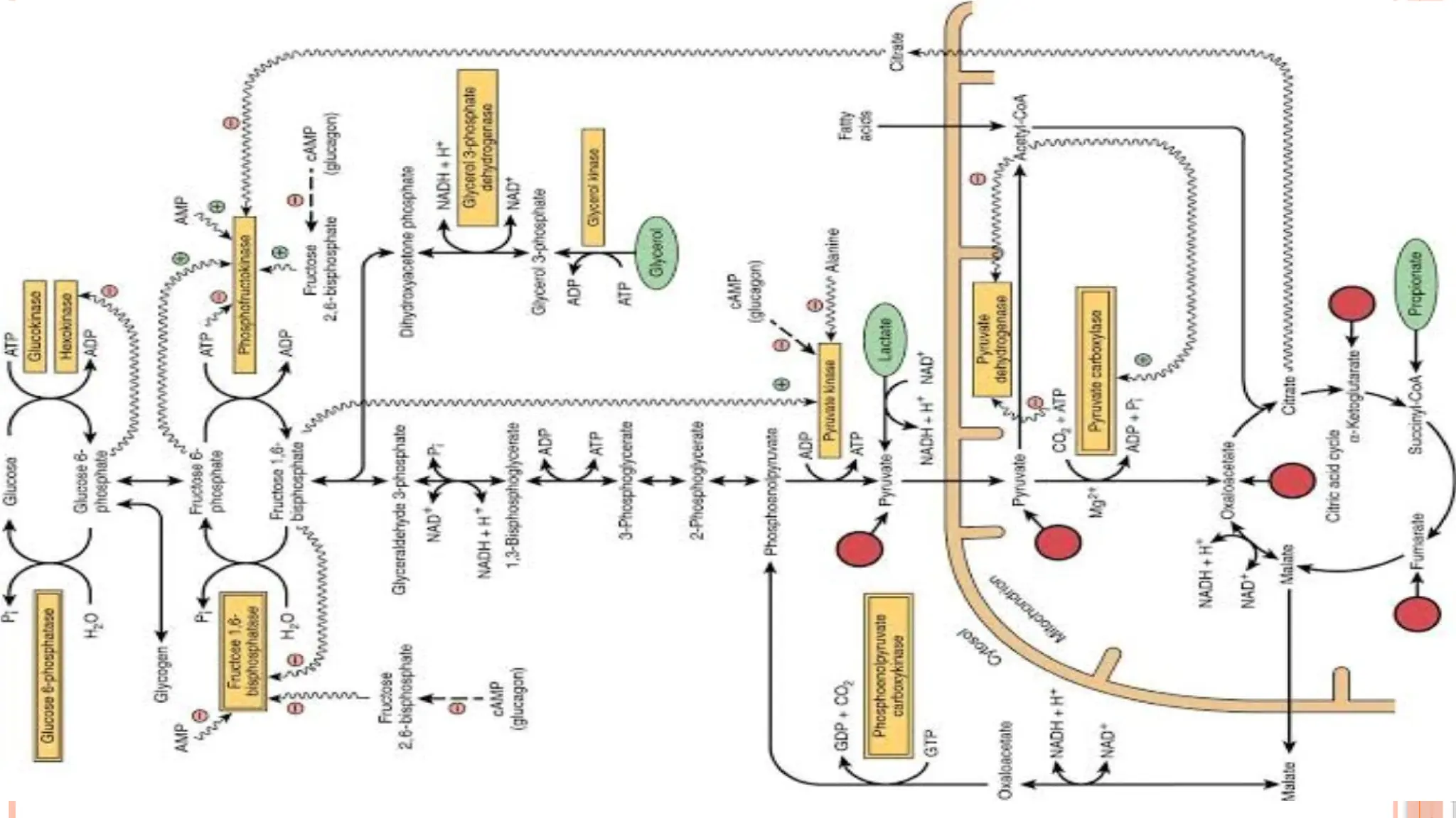 METABOLISM OF ALCOHOL and clinical significancy(2).pptx