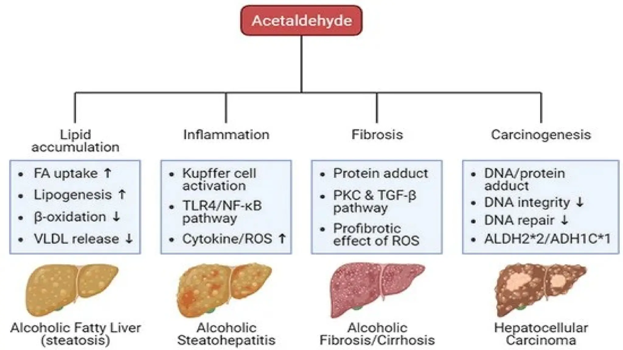 METABOLISM OF ALCOHOL and clinical significancy(2).pptx