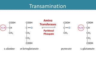 Metabolism of amino acids | PPT