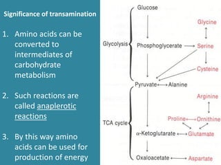 Metabolism of amino acids | PPT