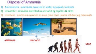 Metabolism of ammonia | PDF