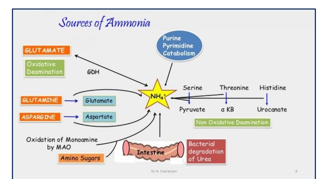 Metabolism of ammonia