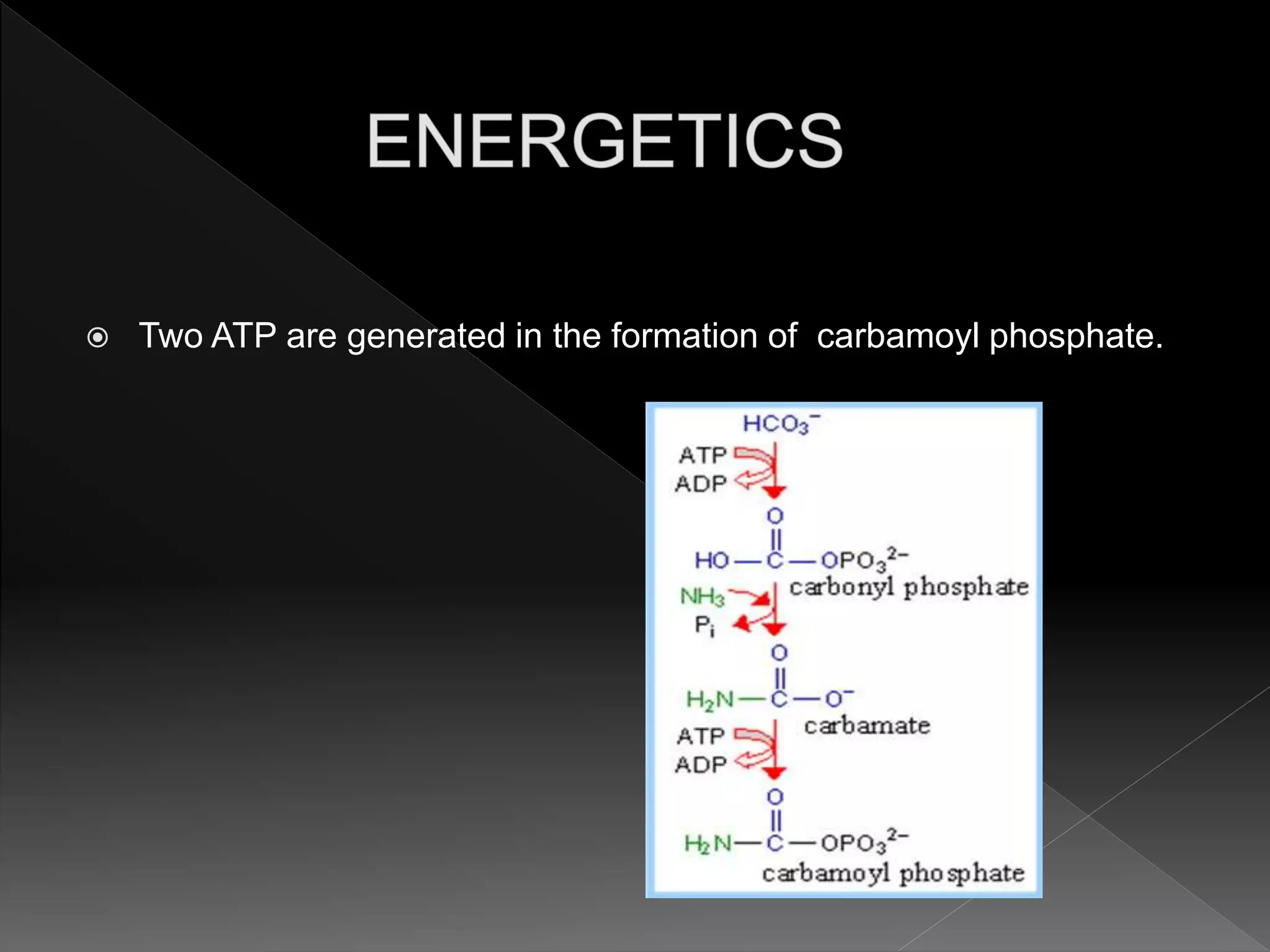 Urea cycle:Metabolism of ammonia | PPTX