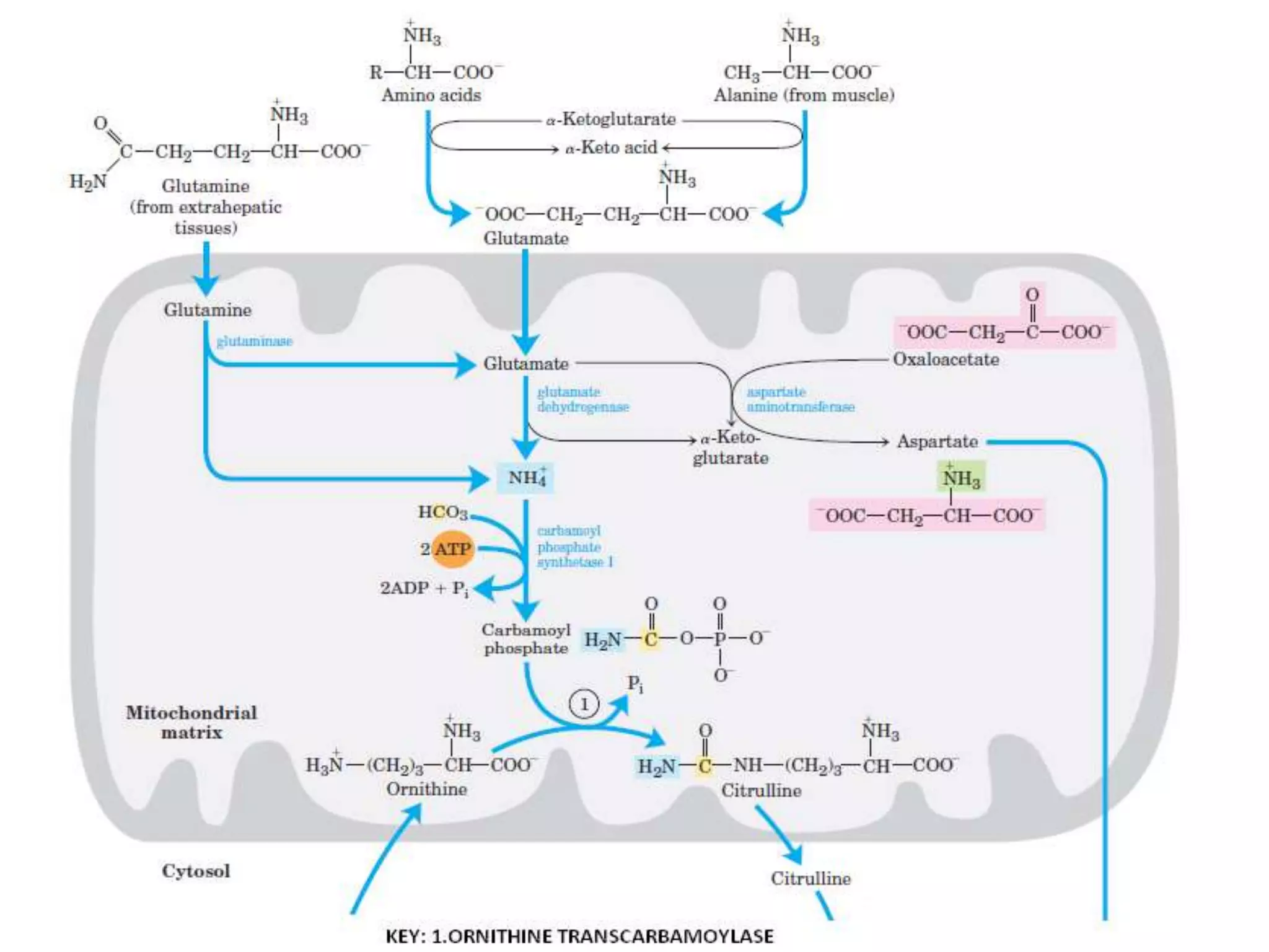 Urea cycle:Metabolism of ammonia | PPTX